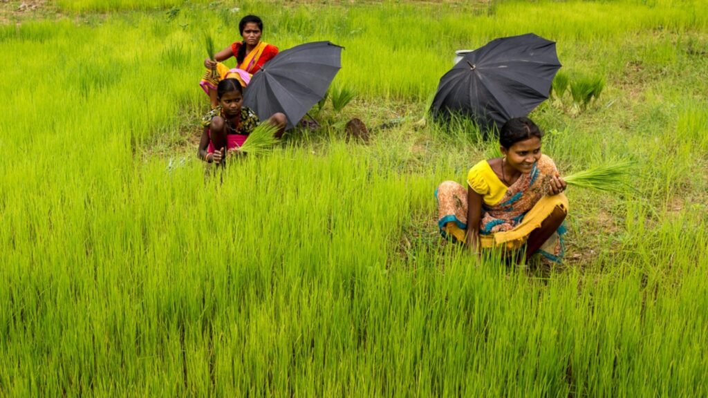 Agriculture Strategy of Dr. Reddy's Foundation